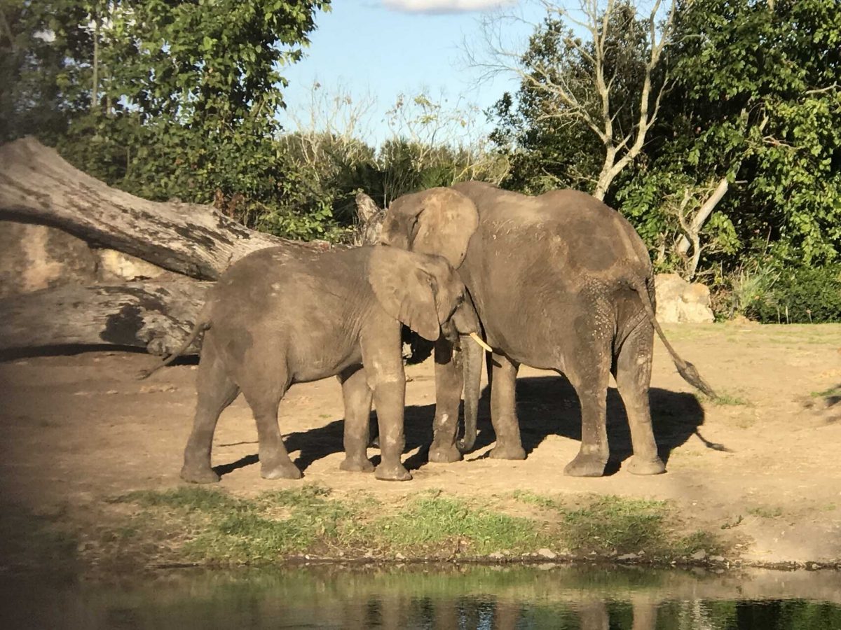 IMG_2751 - WDW News Today