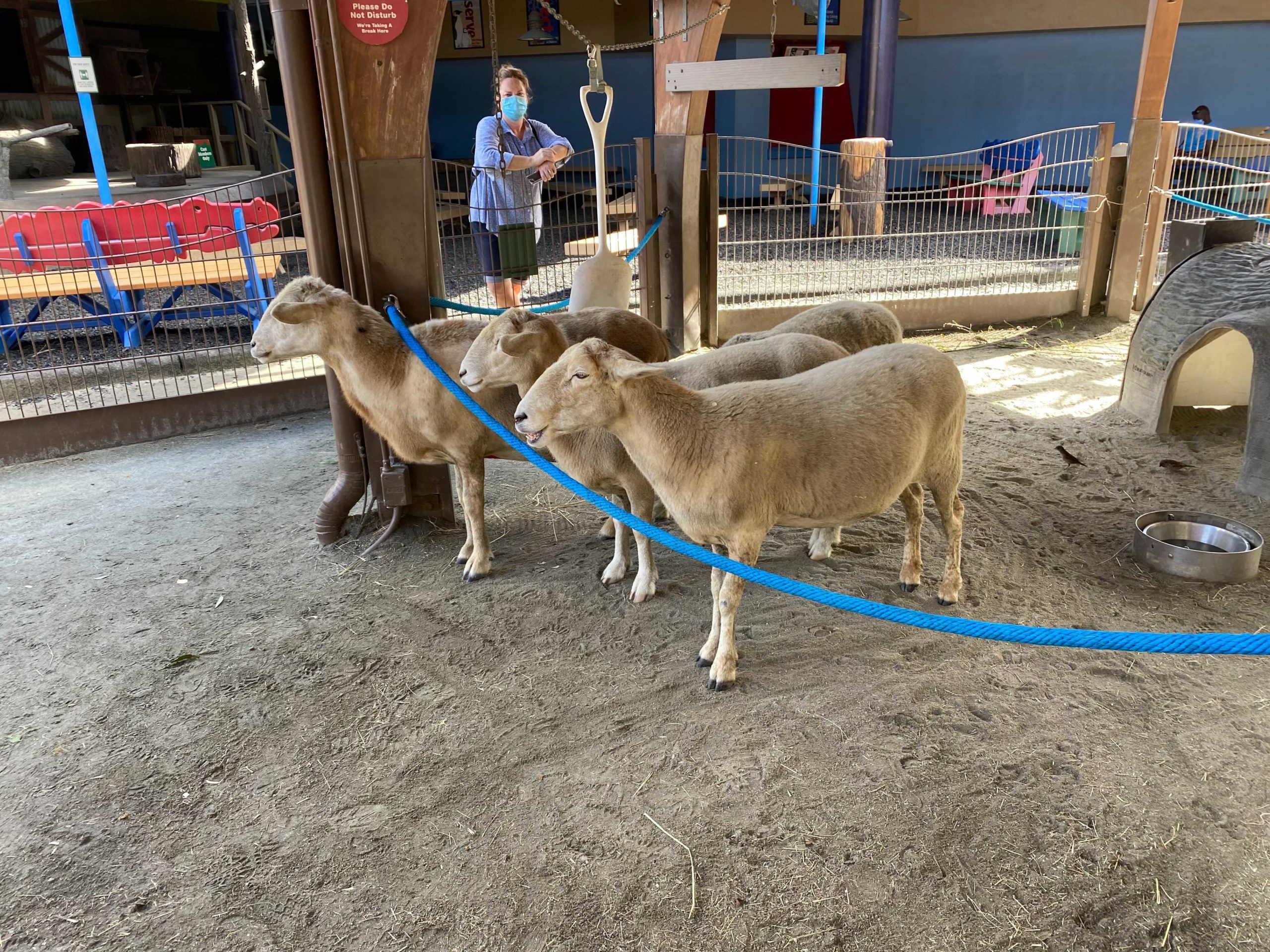 RUMOR: Disney's Animal Kingdom Petting Zoo Closing for Bluey Experience ...