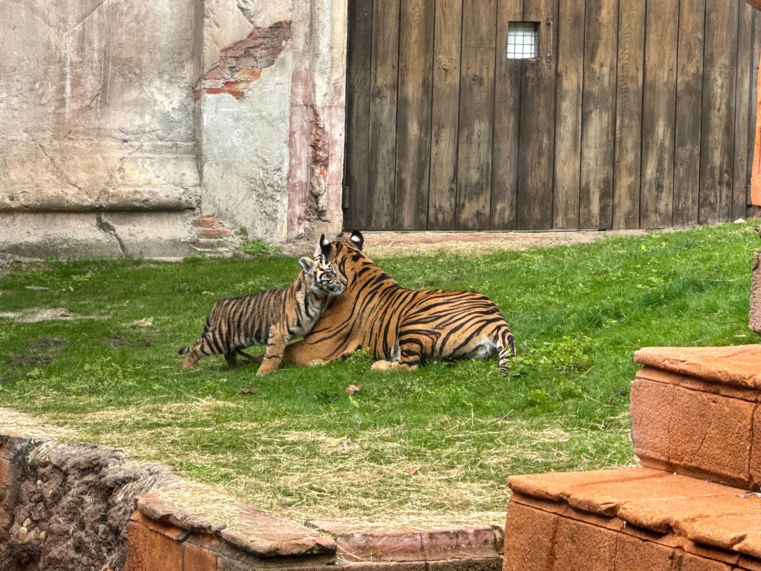 PHOTOS: Baby Bakso Tiger Cub Arrives on the Maharajah Jungle Trek at ...